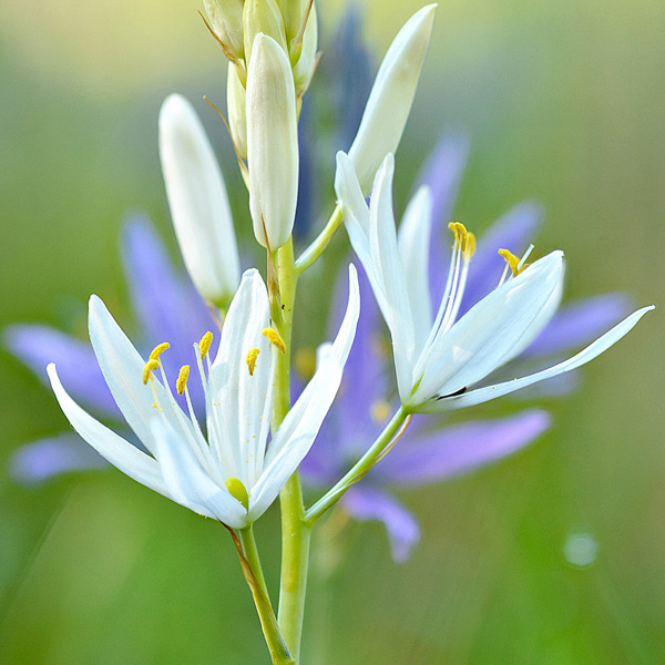 Common Camas | native wildflowers for sale | Native Foods Nursery