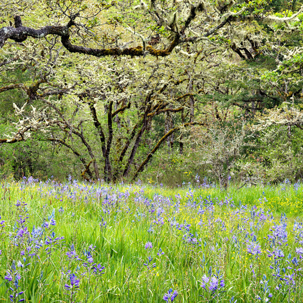 Plant Guilds - Native Foods Nursery