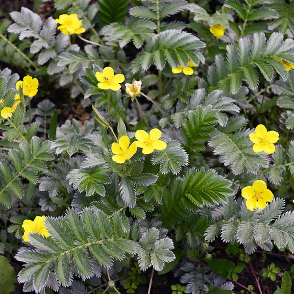 Pacific Silverweed | native vegetable plants for sale | Native Foods ...