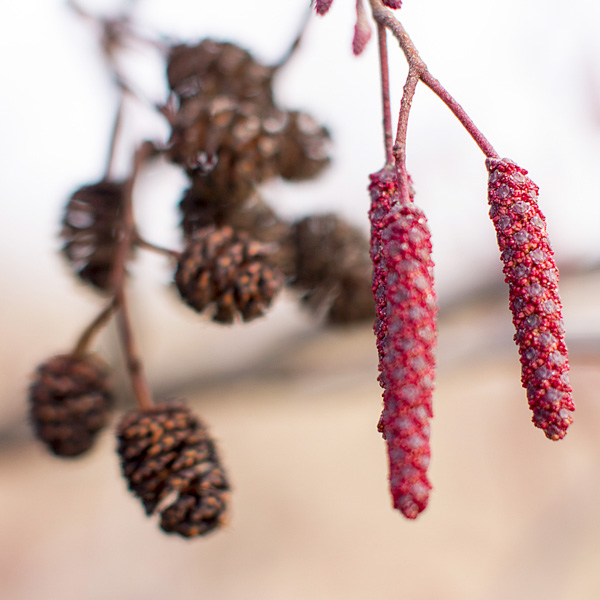 Red Alder | native companion plants for sale | Native Foods Nursery