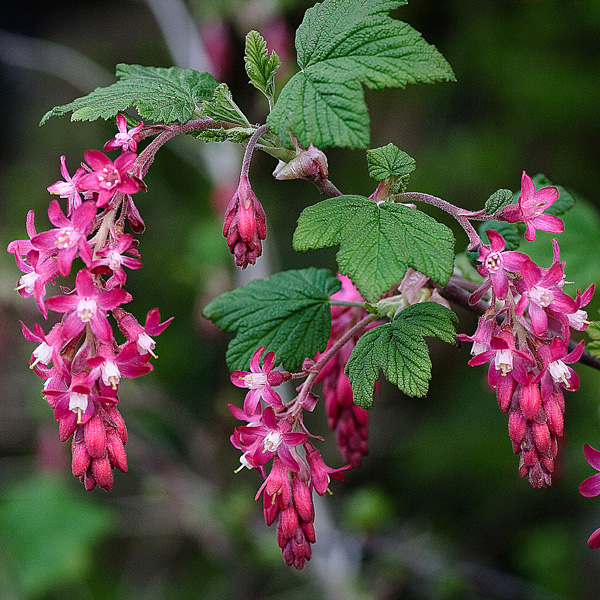 Red-flowering Currant | native fruit trees for sale | Native Foods Nursery