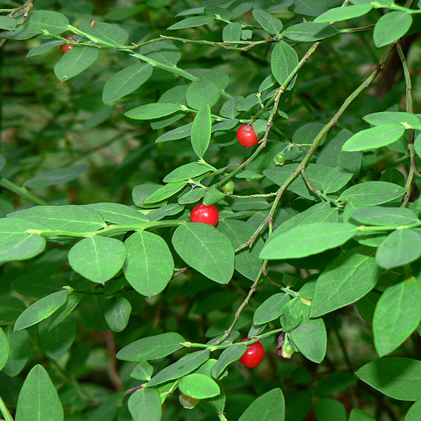 Black Huckleberry | Native Plants For Sale Online | Native Foods Nursery