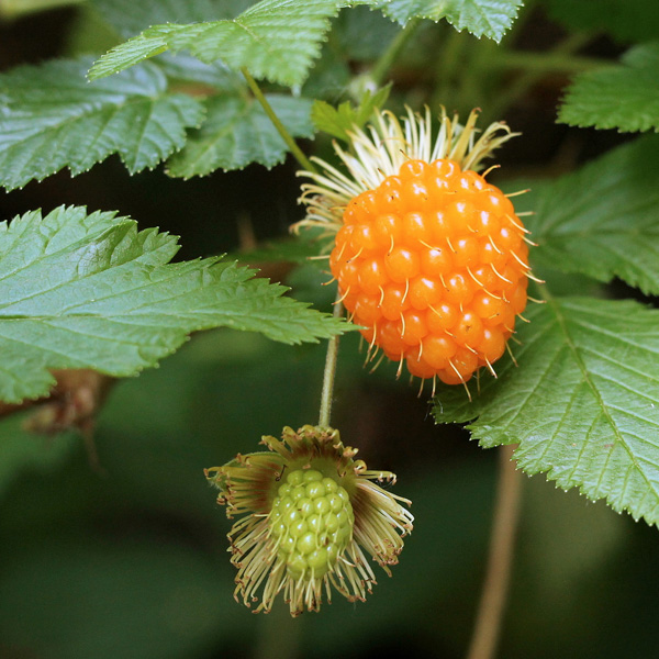 Salal Berry | native berry plants for sale | Native Foods Nursery