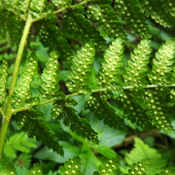 Fiddlehead Fern | native vegetable plants for sale | Native Foods Nursery