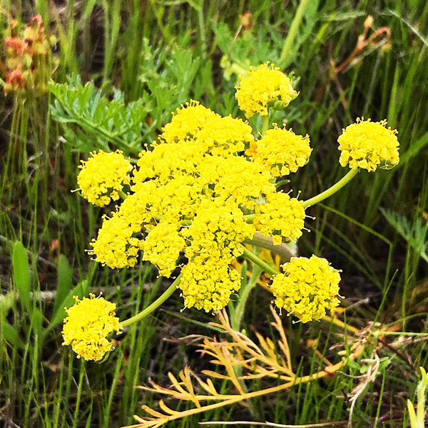Buy Native Root Plants | Native Foods Nursery