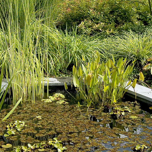 Plant Guilds - Native Foods Nursery