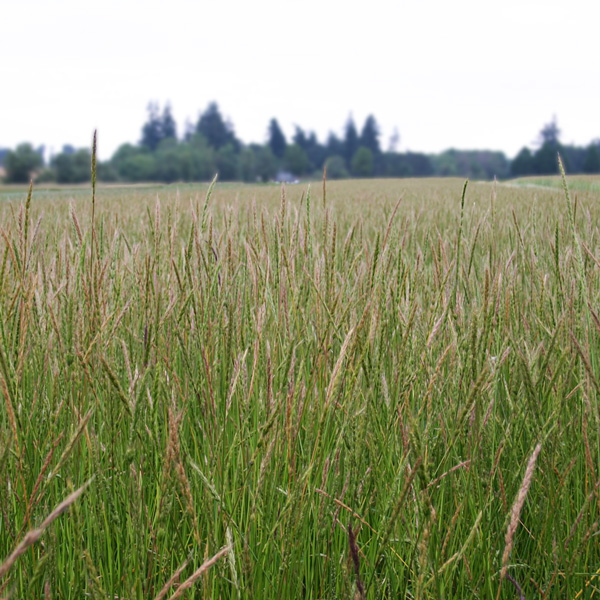 Grains & Seeds - Native Foods Nursery