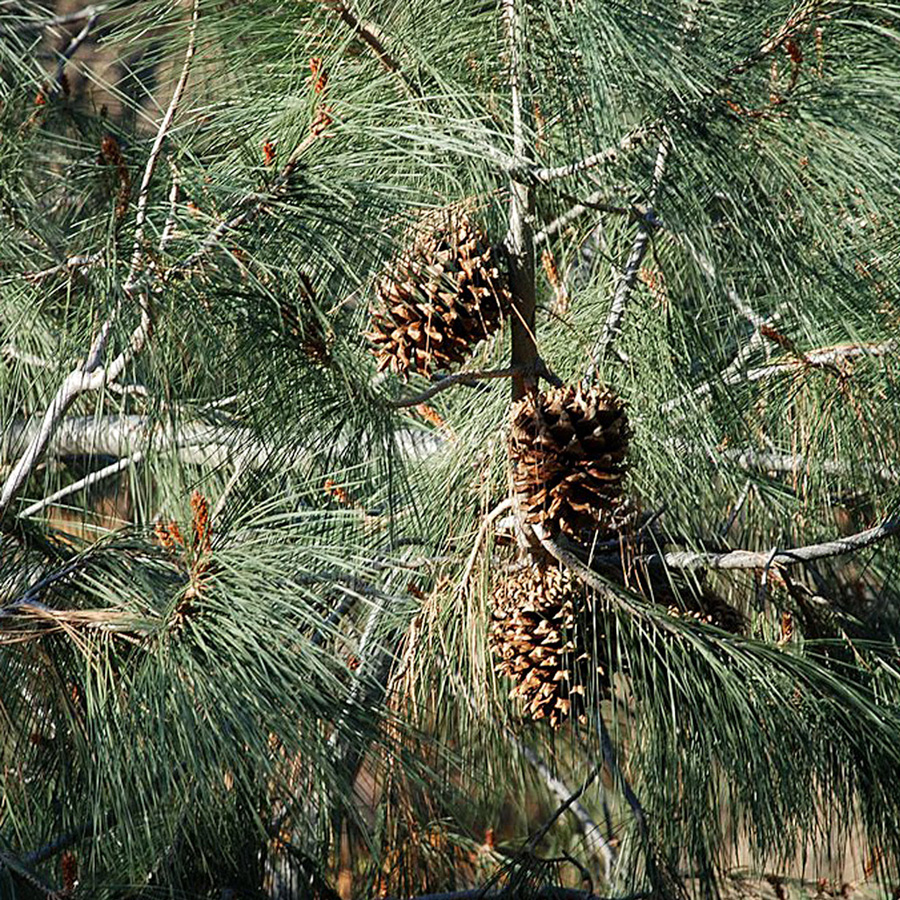 Pinyon Pine | native nut trees for sale | Native Foods Nursery