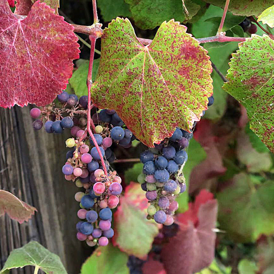 Wild Blue Flax | native wildflower for sale | Native Foods Nursery
