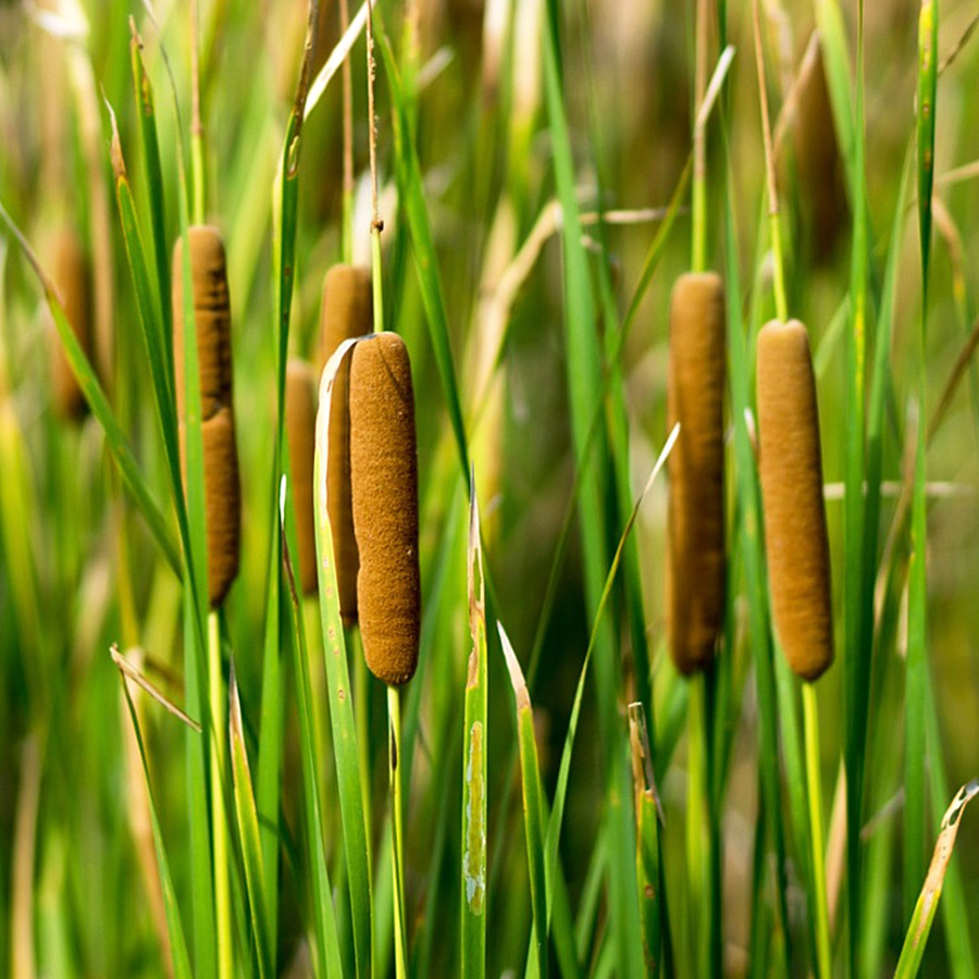 Buy Native Root Plants | Native Foods Nursery
