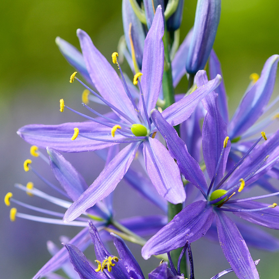 Common Camas | native wildflowers for sale | Native Foods Nursery