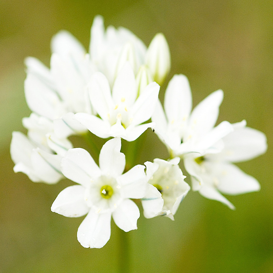 Nodding Onion | native wildflowers for sale | Native Foods Nursery