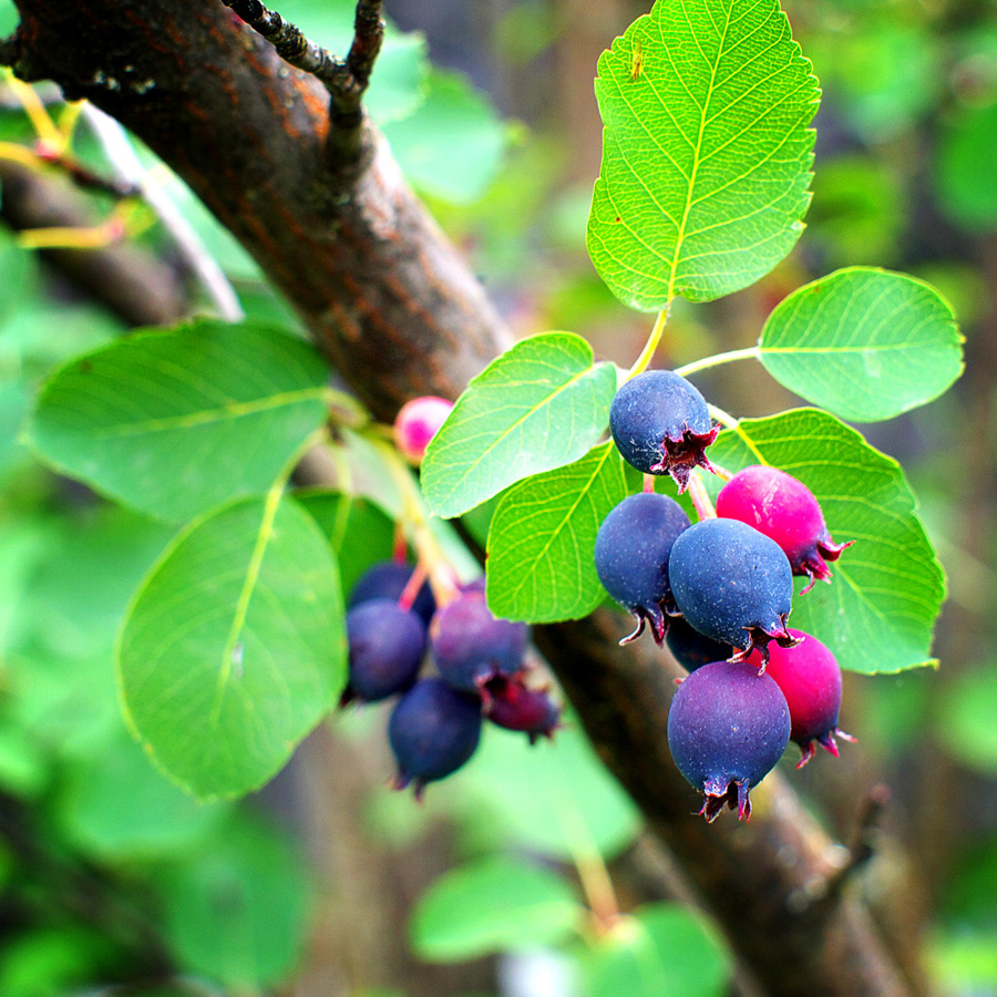 Plant Guilds - Native Foods Nursery