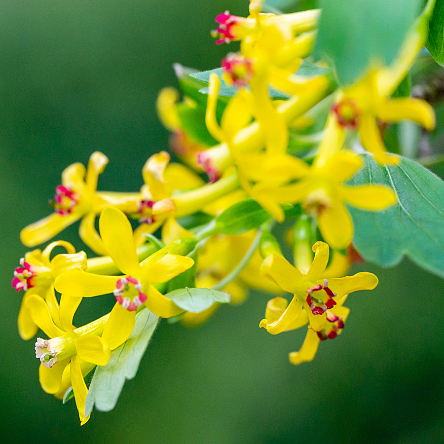 Red-flowering Currant | native fruit trees for sale | Native Foods Nursery