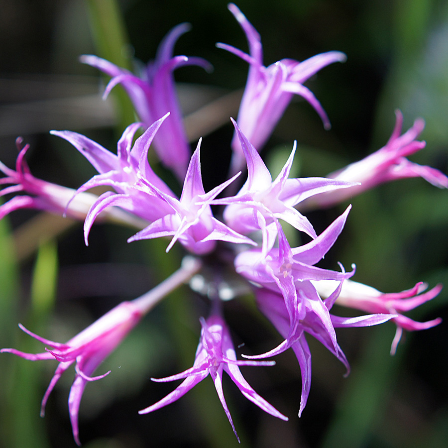Hooker's Onion | native wildflowers for sale | Native Foods Nursery