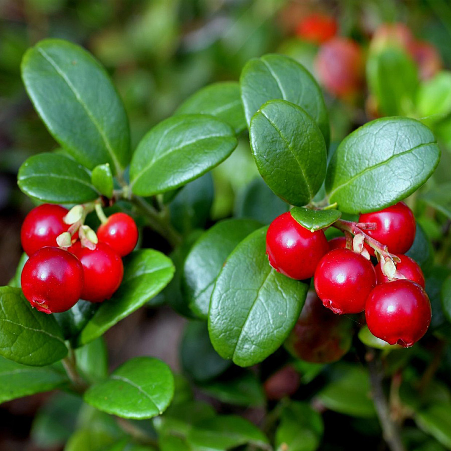 Buy native berry plants | Native Foods Nursery
