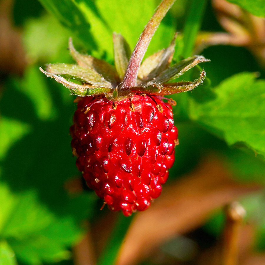 Coastal Strawberry | native berry plants for sale | Native Foods Nursery