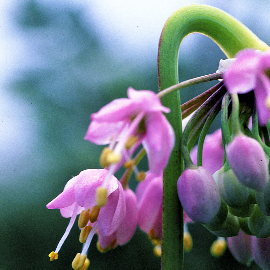 Nodding Onion | native wildflowers for sale | Native Foods Nursery