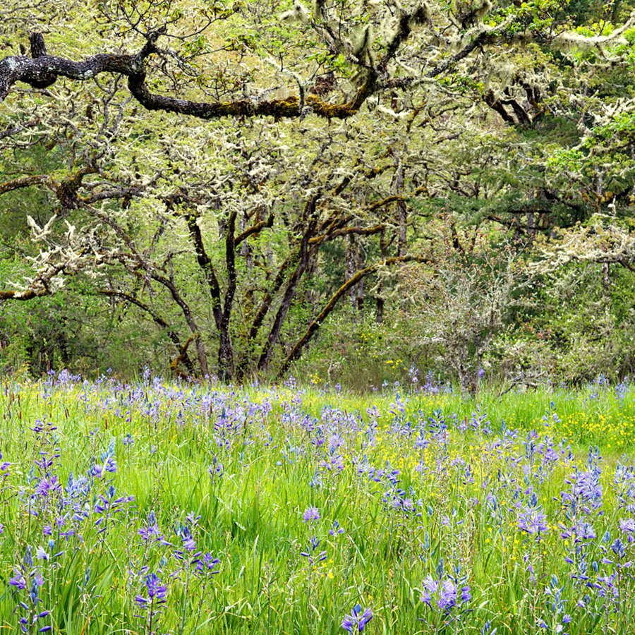 Oregon White Oak | native nut trees for sale | Native Foods Nursery