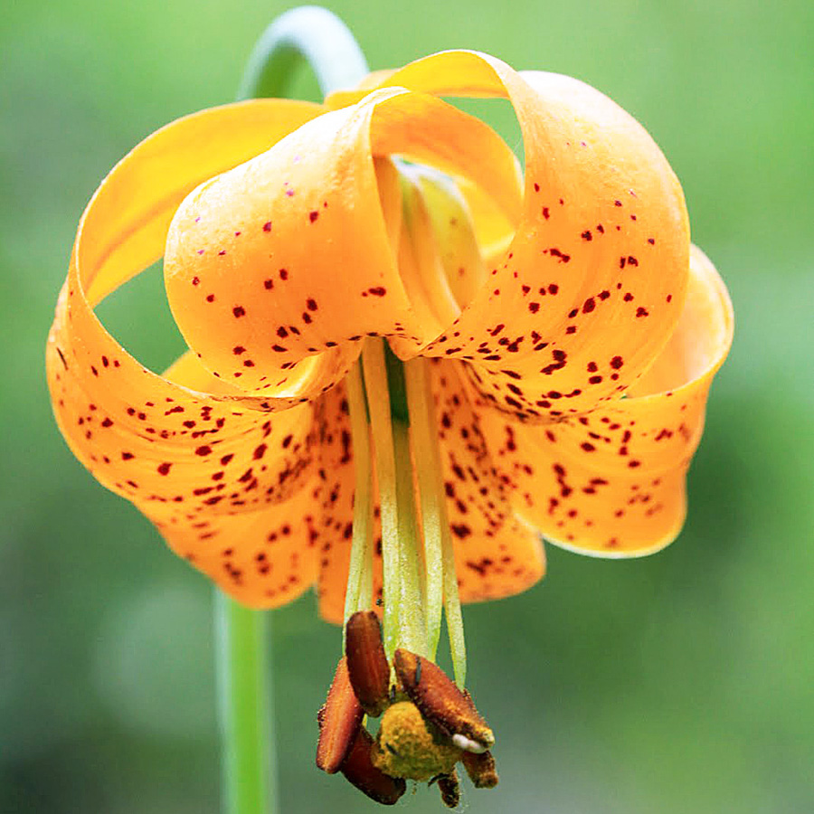 Tiger Lily | native wildflowers for sale | Native Foods Nursery