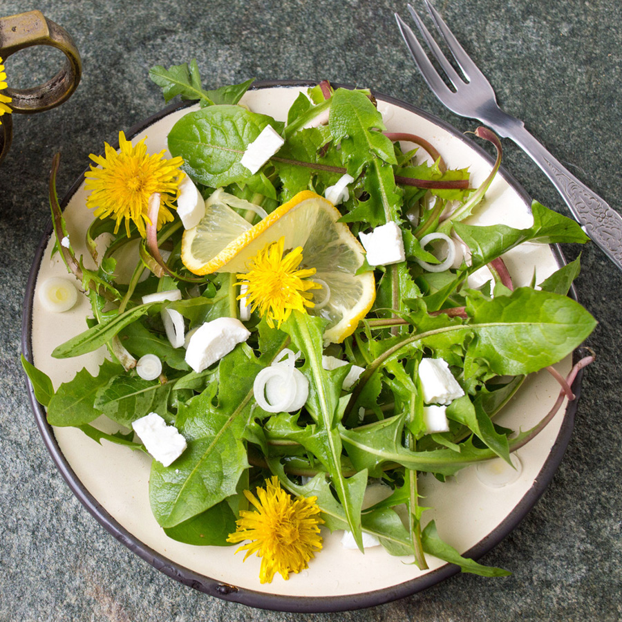 Western Dock | native plants for sale | Native Foods Nursery