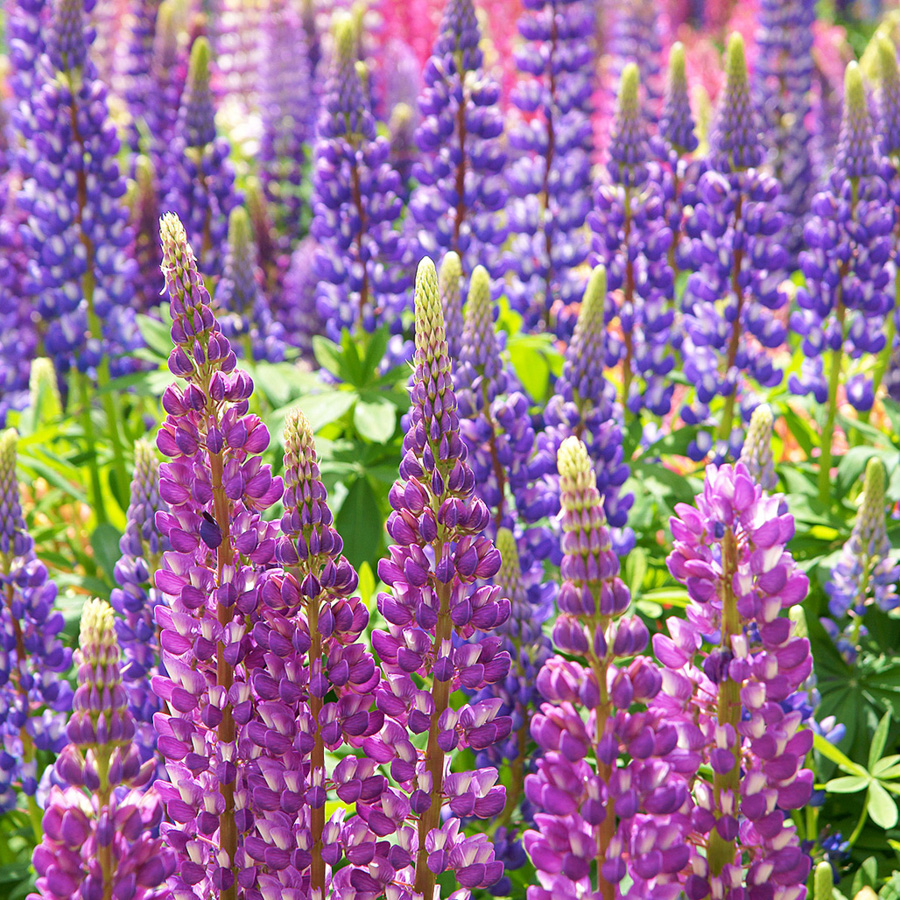 Plant Guilds - Native Foods Nursery