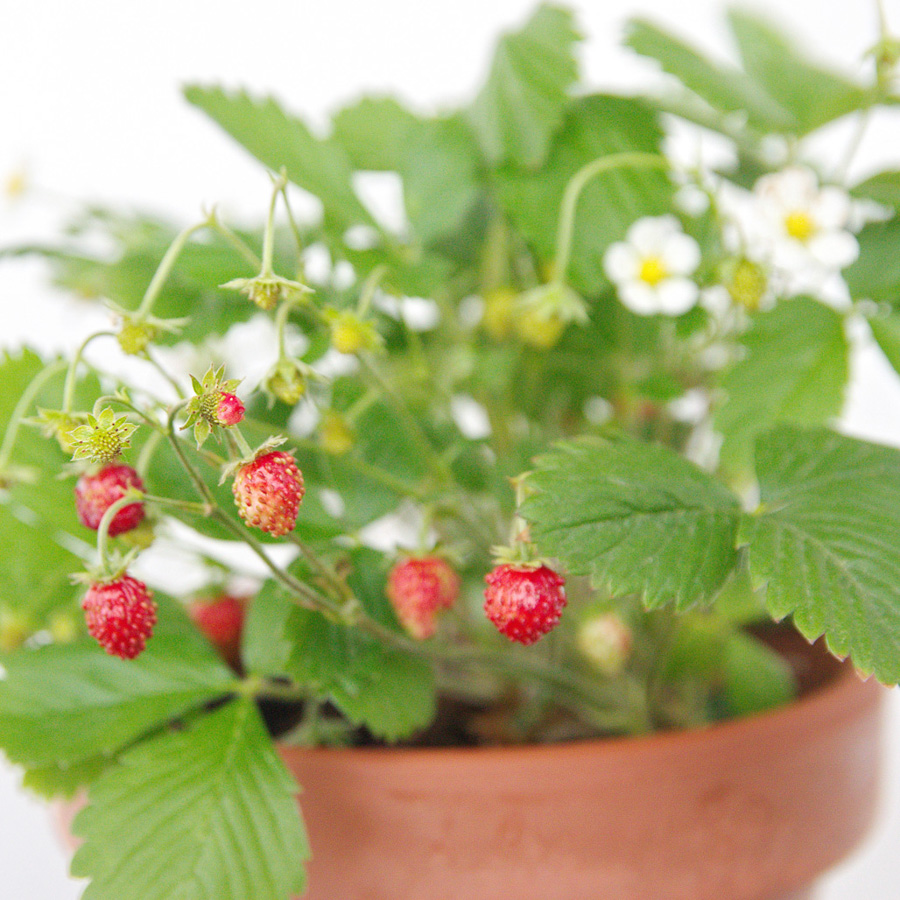 Coastal Strawberry | native berry plants for sale | Native Foods Nursery