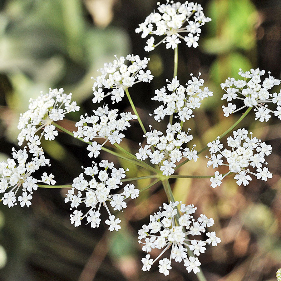 Yampah | Native Plants For Sale Online | Native Foods Nursery