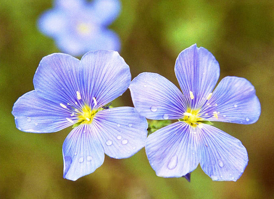 Wild Blue Flax | native wildflower for sale | Native Foods Nursery