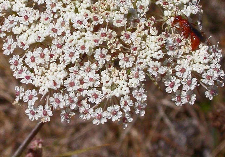 Yampah | edible native root for sale | Native Foods Nursery