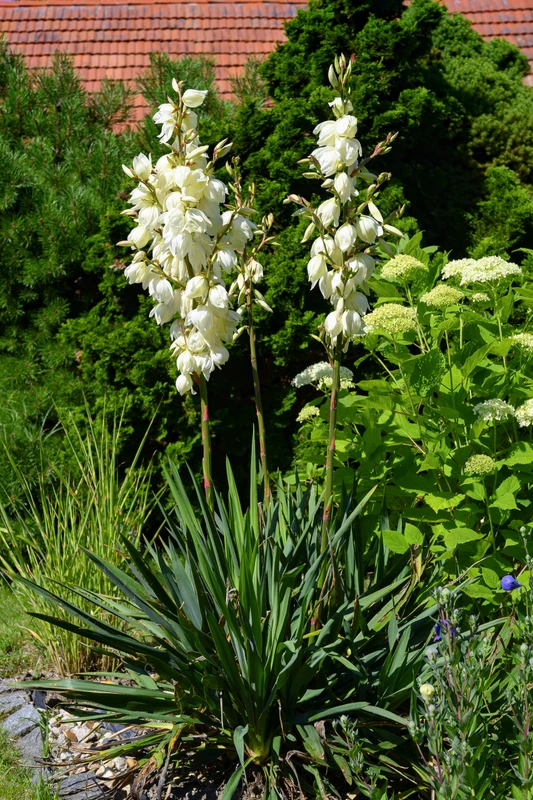 Soapweed Yucca | Buy Native Plants | Native Foods Nursery