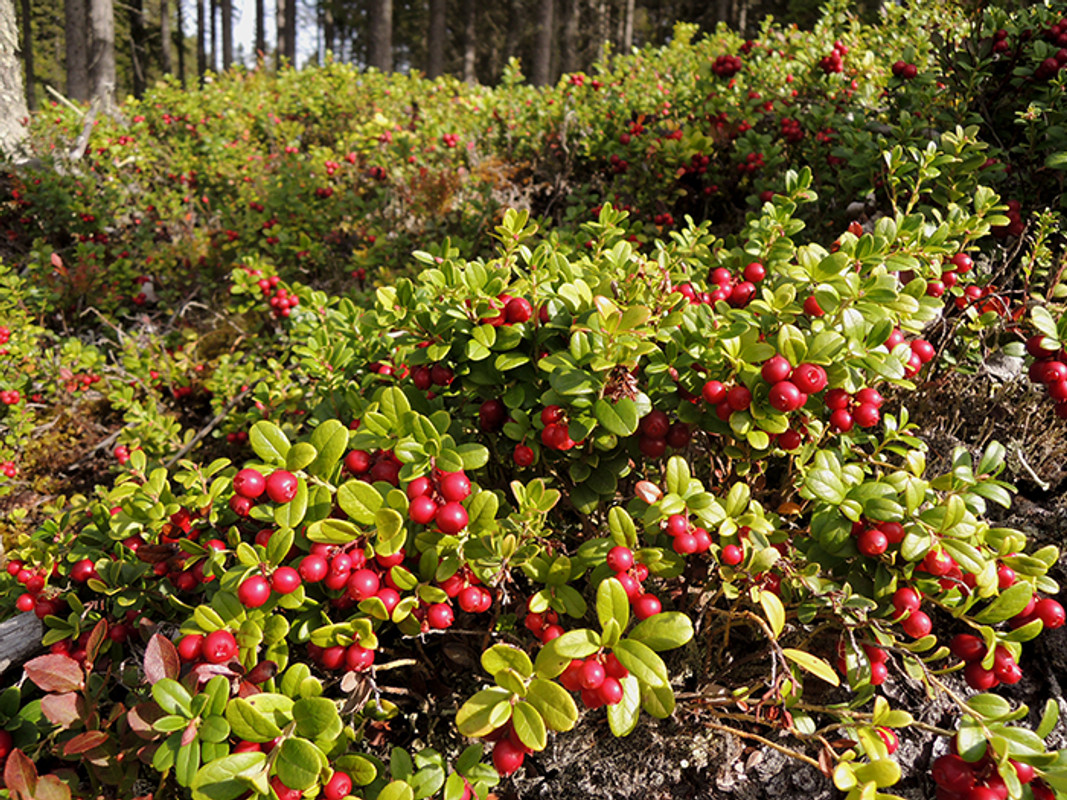 Lingonberry | Buy Native Berry Plants | Native Foods Nursery