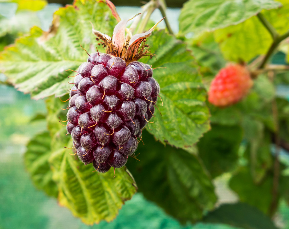 Loganberry | native berry plants for sale | Native Foods Nursery