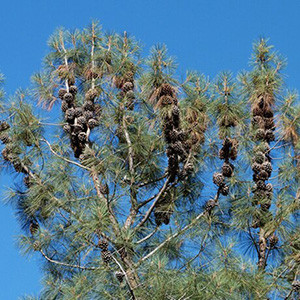California Foothill Pine | native nut trees for sale | Native Foods Nursery