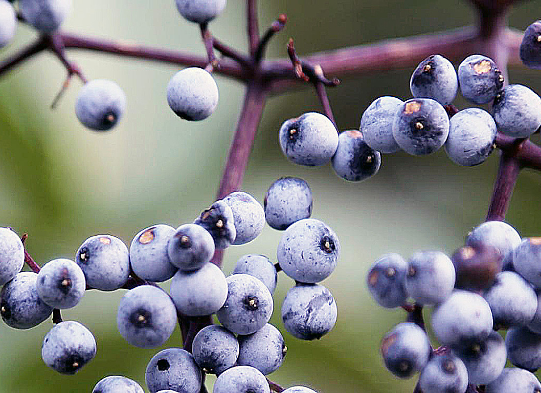 Blue Elderberry | native fruit trees for sale | Native Foods Nursery