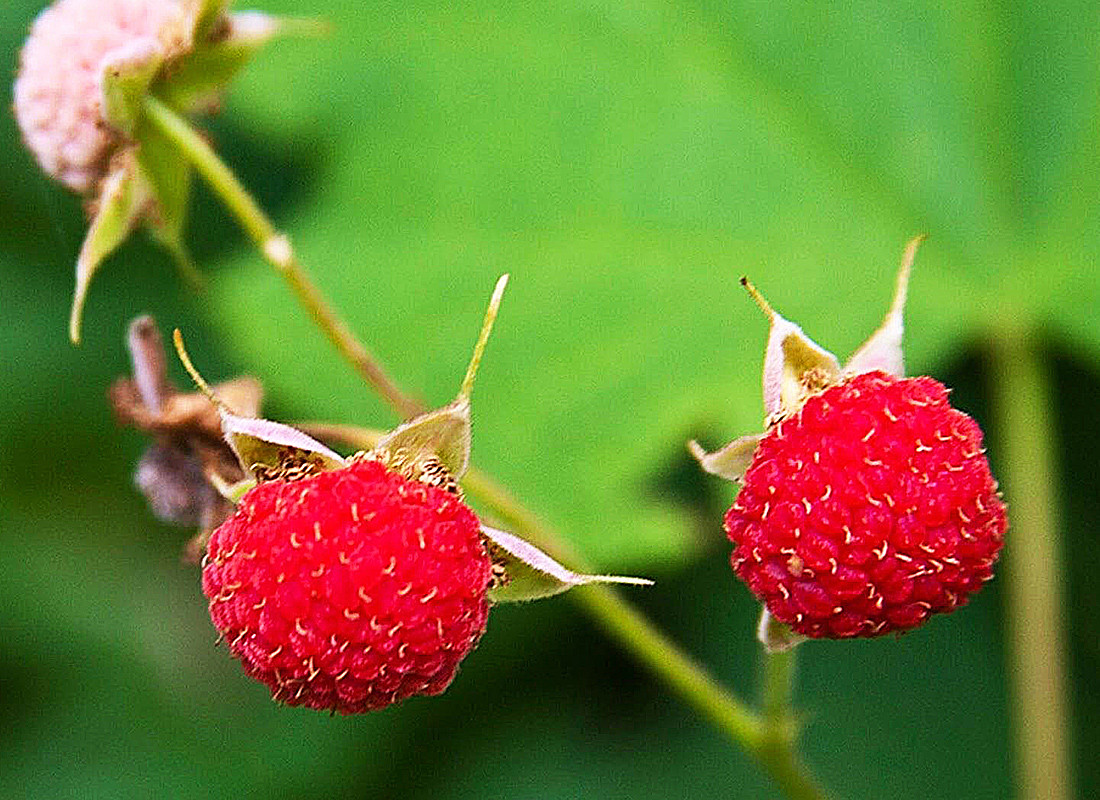 Thimbleberry | Buy Native Plants Online | Native Foods Nursery
