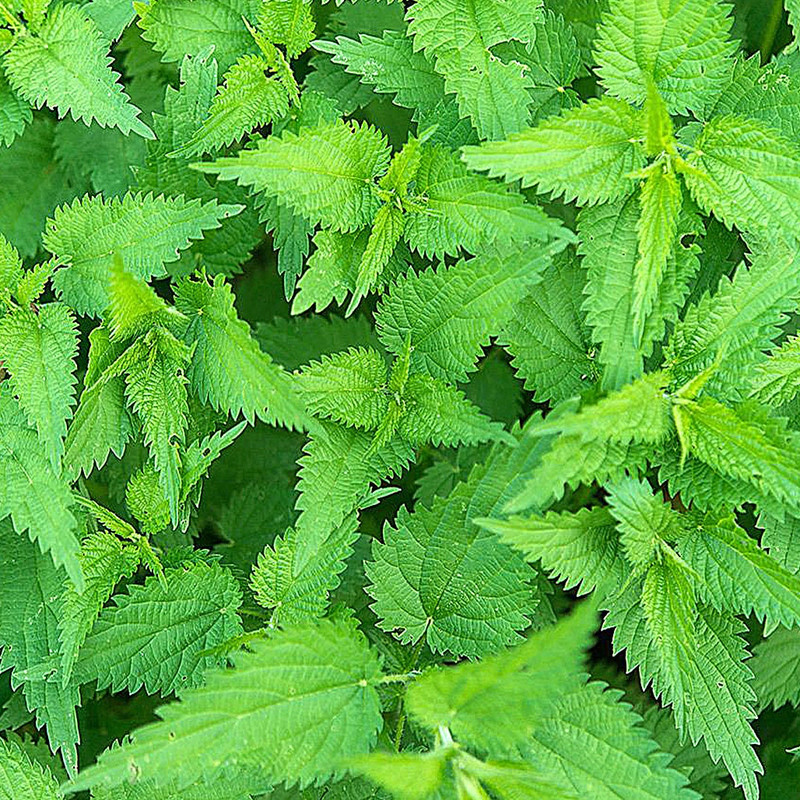 Common Nettle | native vegetable plants for sale | Native Foods Nursery
