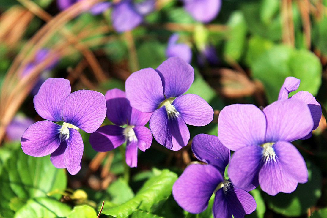 Early Blue Violet Native Wildflowers For Sale Native Foods Nursery