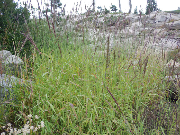 Wild Rye | native plants for sale | Native Foods Nursery