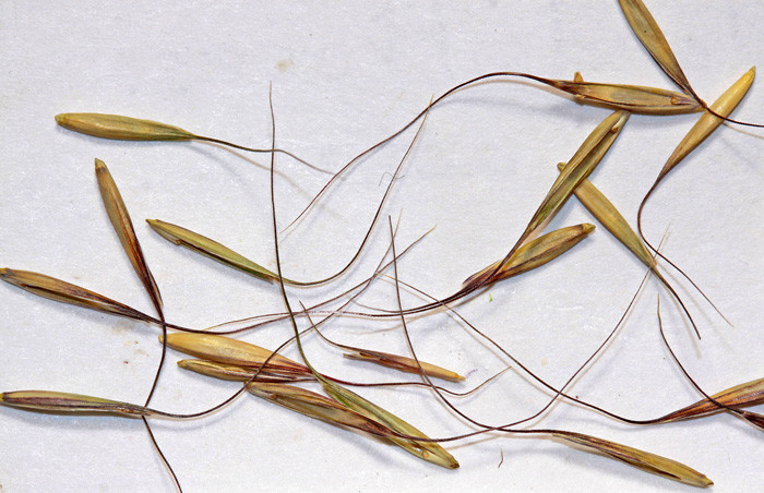 Wild Rye | native plants for sale | Native Foods Nursery