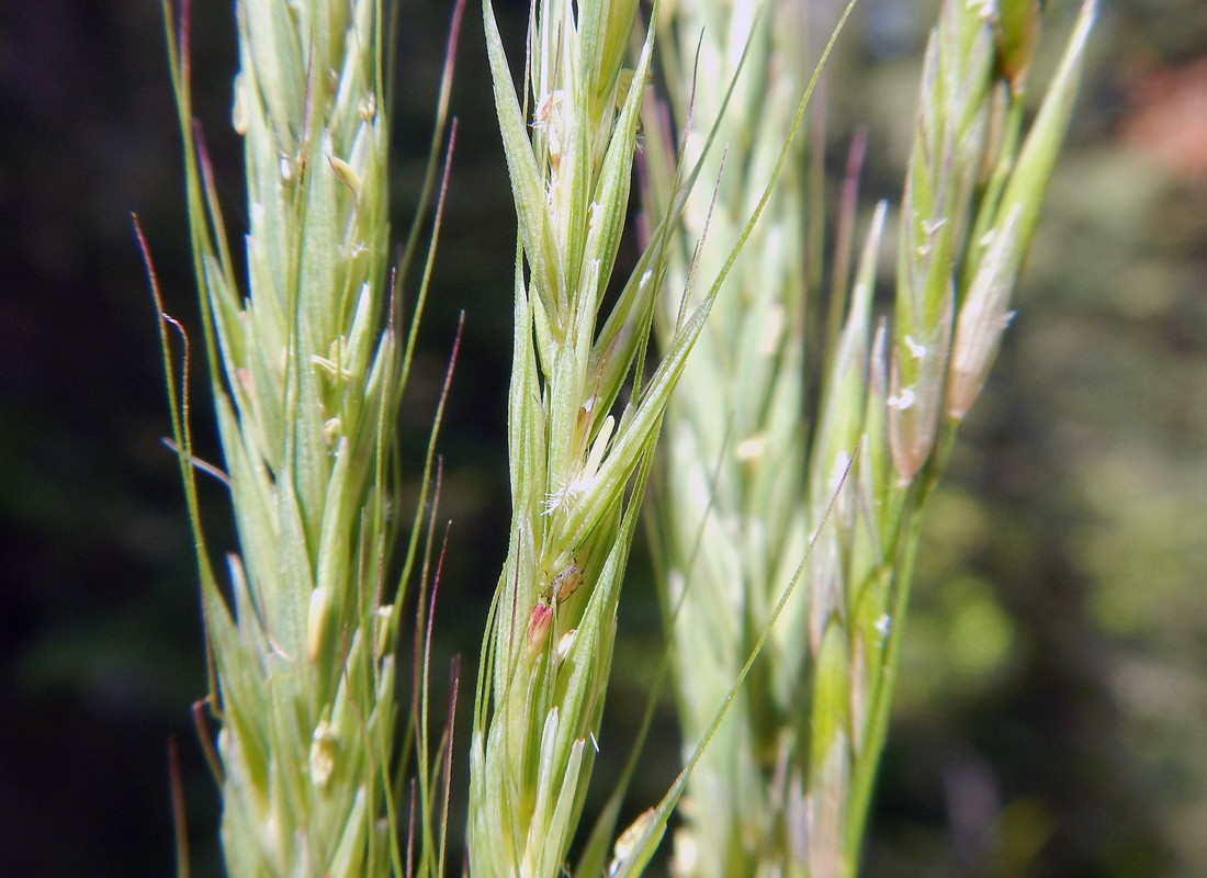 Wild Rye | native plants for sale | Native Foods Nursery