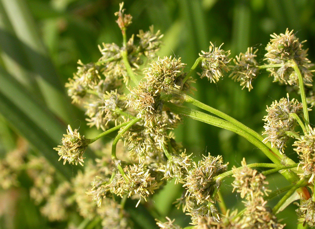 Panicled Bulrush | native plants for sale | Native Foods Nursery