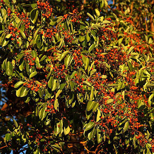 Pacific Madrone | native edible fruit trees for sale | Native Foods Nursery