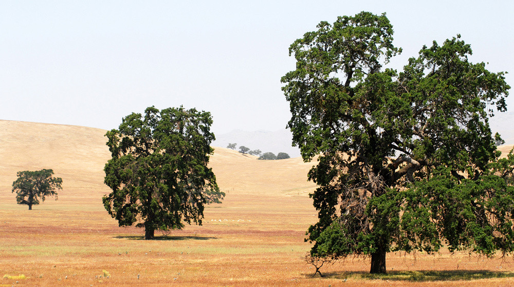 Buy Garden Ecosystem Plant Packages | Native Foods Nursery