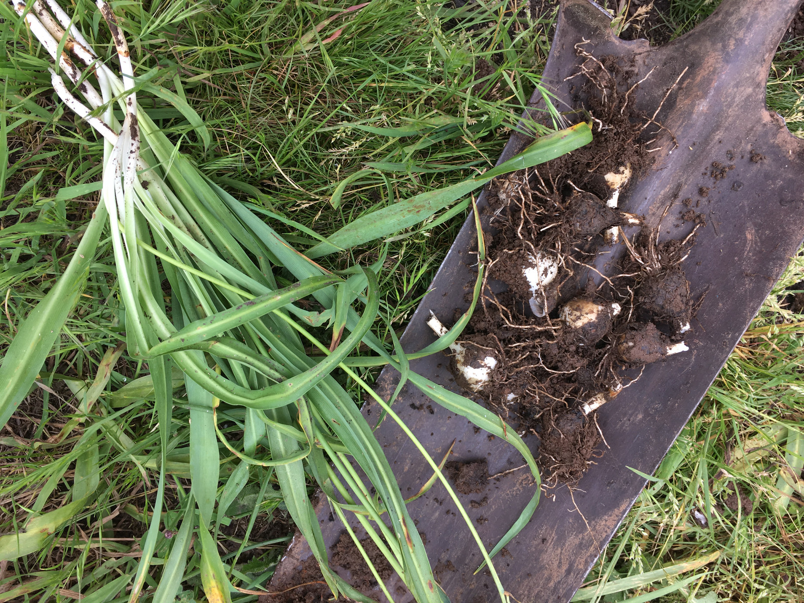 Camas Acorn Cakes - Native Foods Nursery