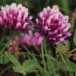 Springbank Clover | native vegetable plants for sale | Native Foods Nursery
