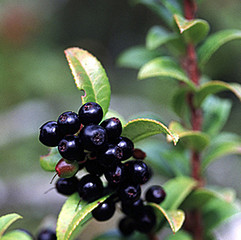 Evergreen Huckleberry | Native Plants For Sale Online | Native Foods ...