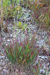 Wild Rye | native plants for sale | Native Foods Nursery