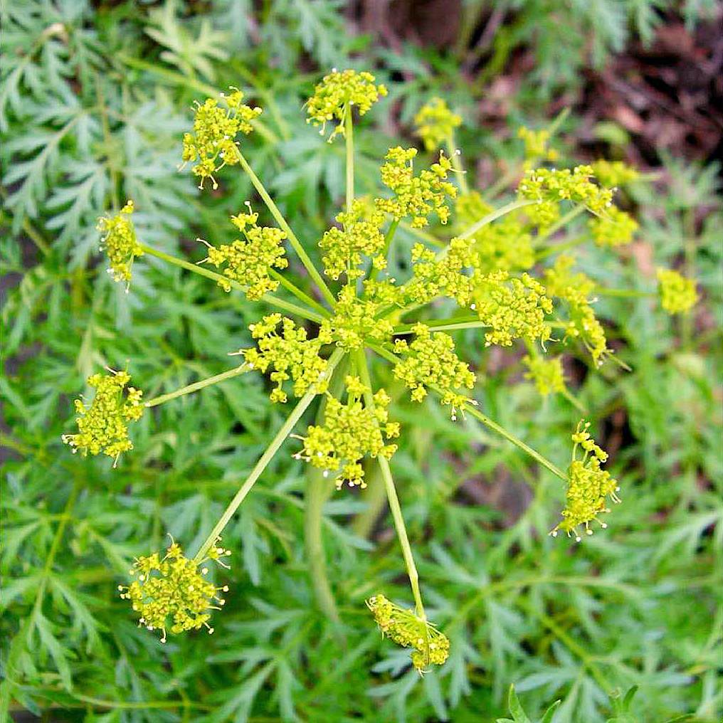 Fernleaf Biscuitroot | native root plants for sale | Native Foods Nursery