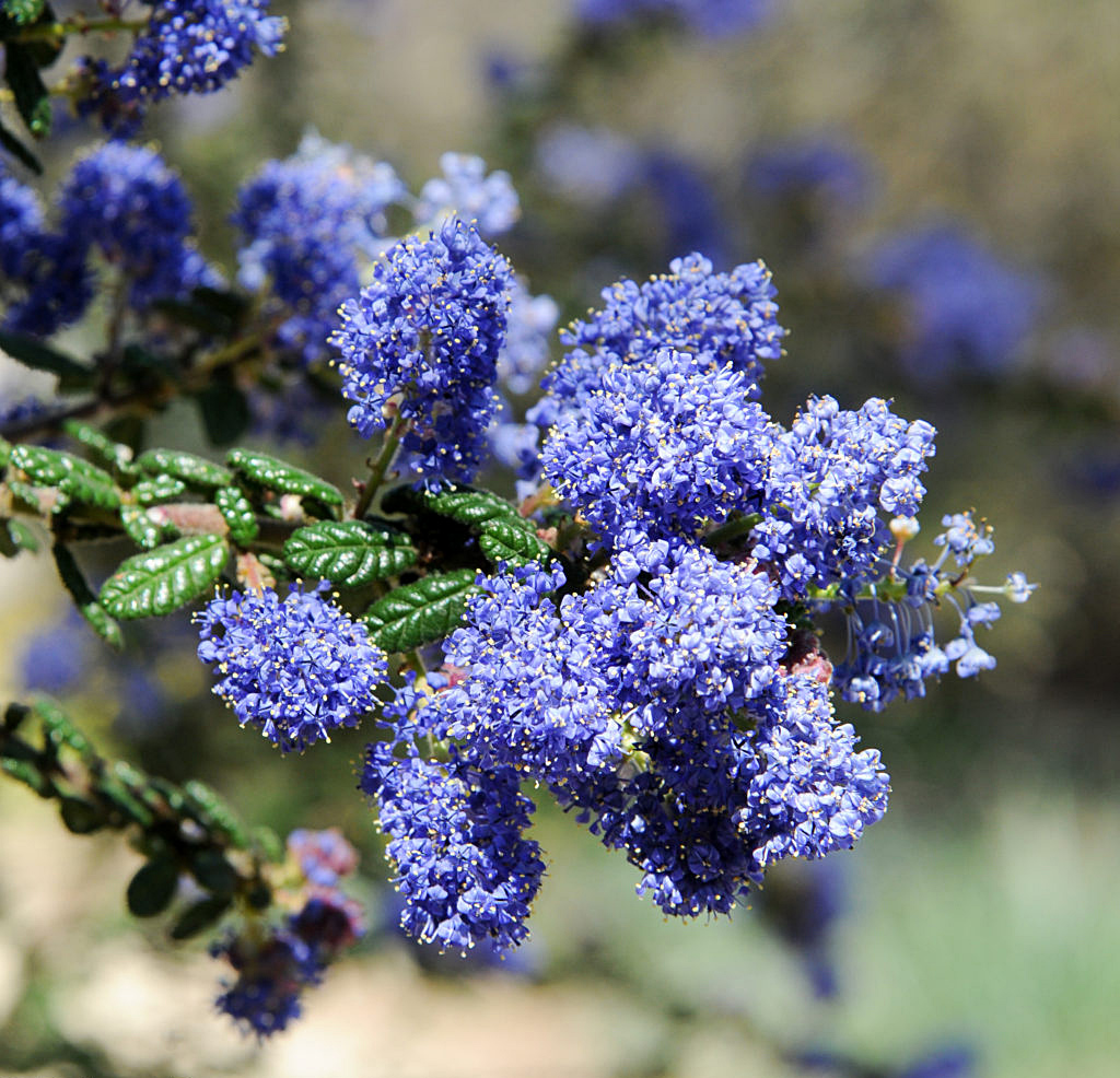 is ceanothus invasive